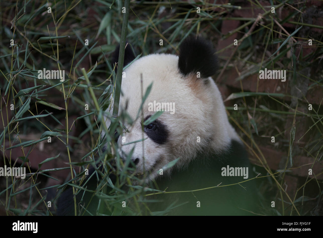 Panda face hi-res stock photography and images - Alamy