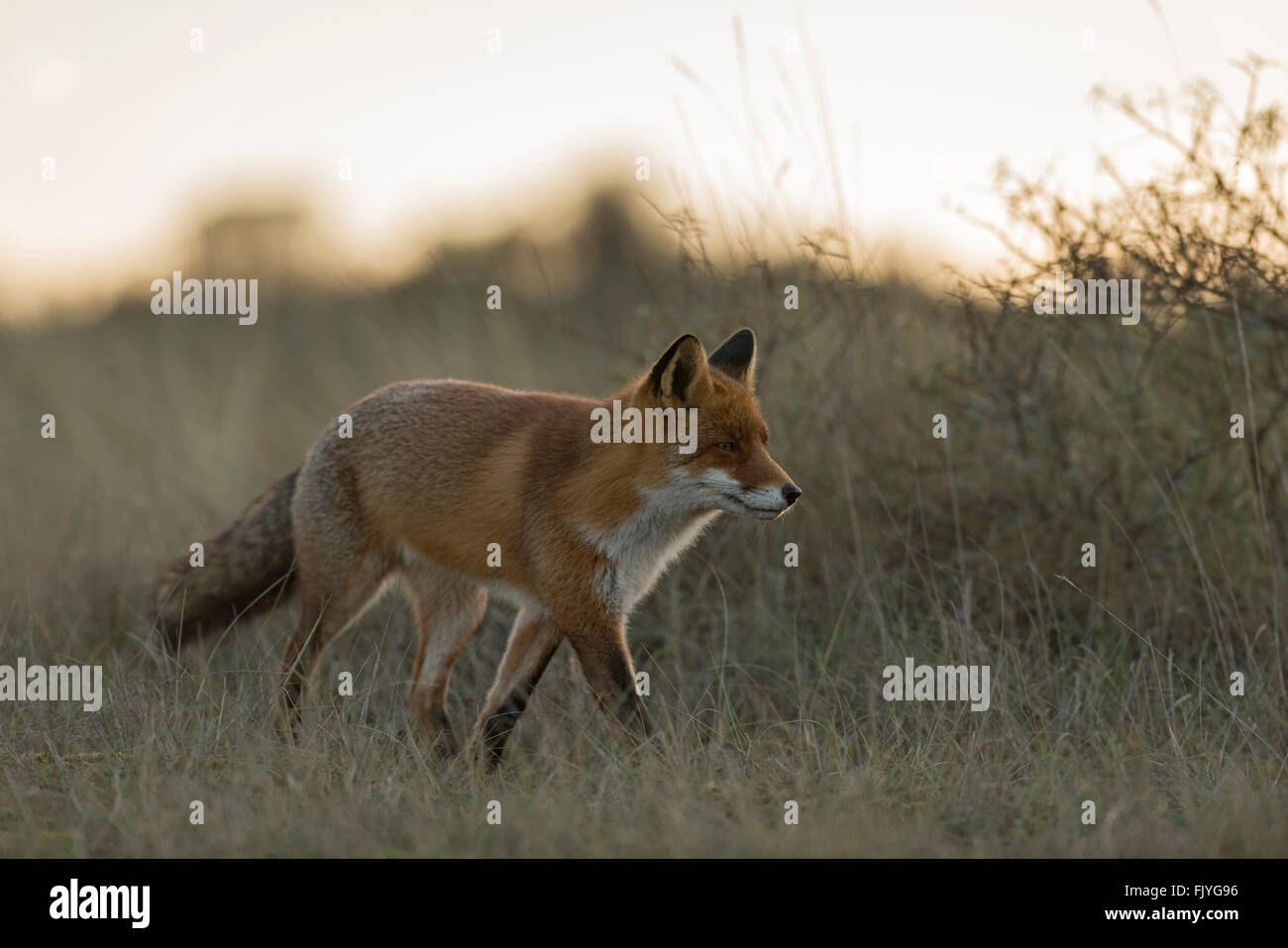 Red Fox / Rotfuchs ( Vulpes vulpes ) walks through high grass, looks ...