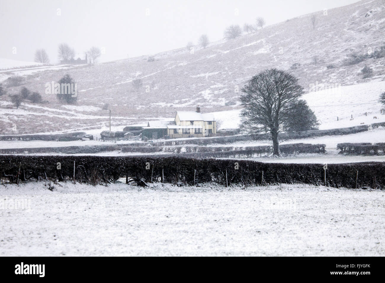 A rural welsh upland sheep farmhouse in the villag of Rhes-y-Cae ...