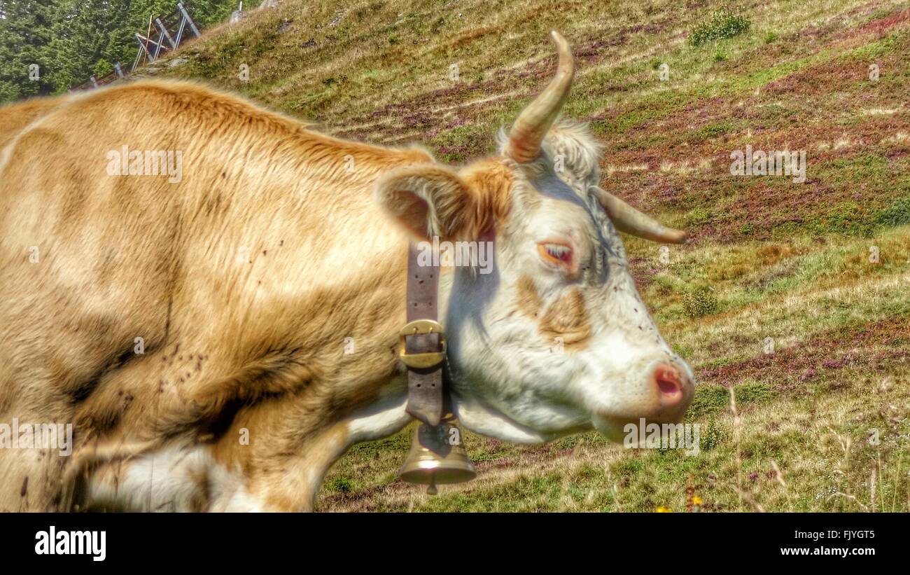 Cow Grindelwald Switzerland Stock Photos & Cow Grindelwald Switzerland ...
