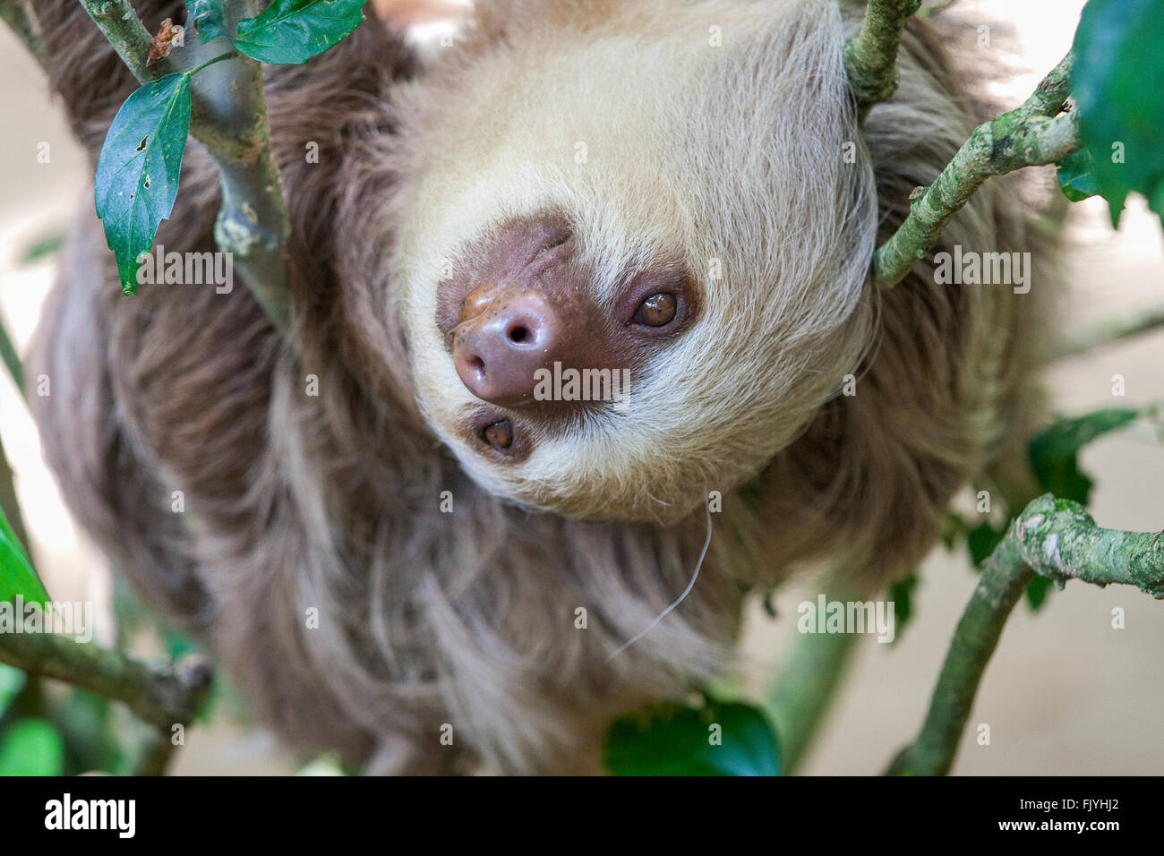 Close up of a two toed sloth hanging in tree Stock Photo - Alamy