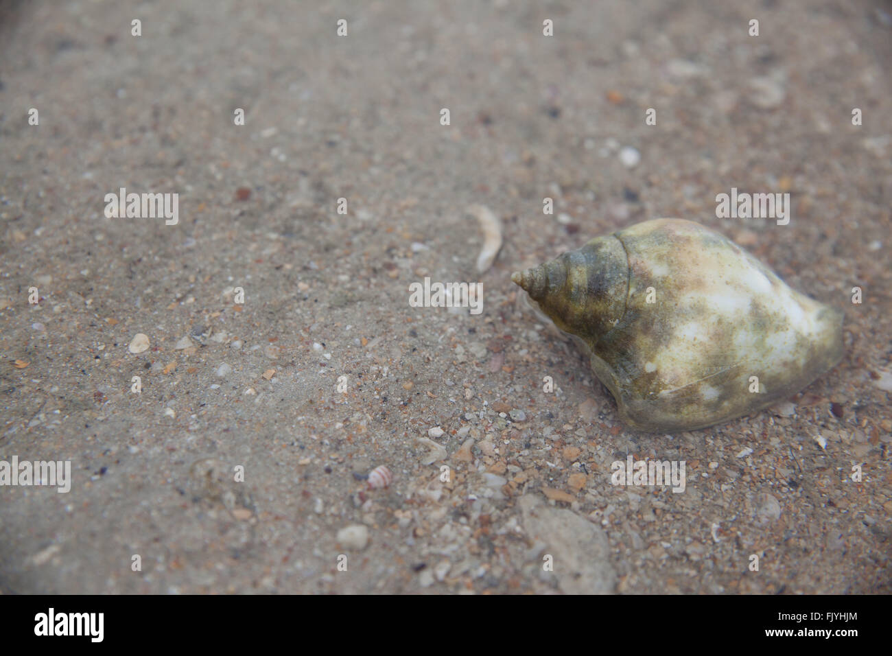 Snail On Beach Stock Photo - Alamy