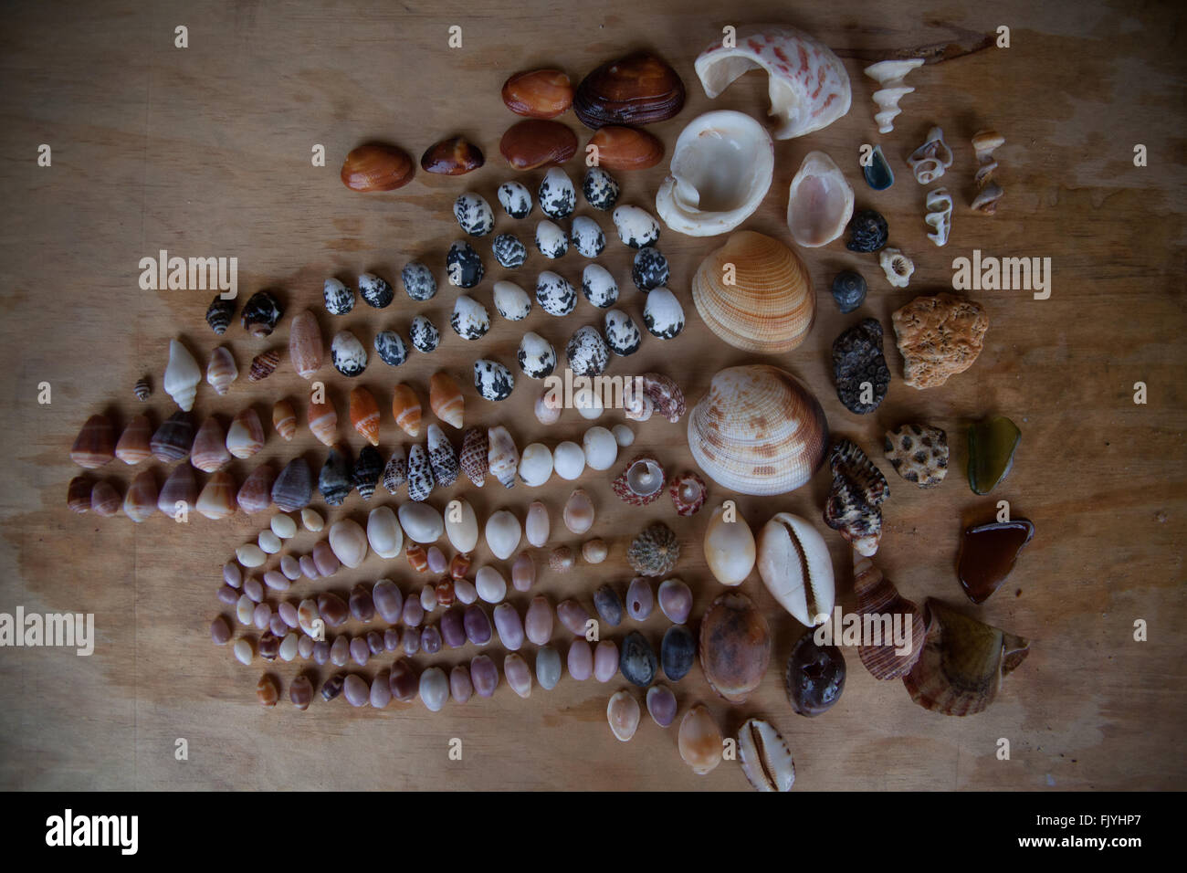 Shells And Rocks Stock Photo - Alamy