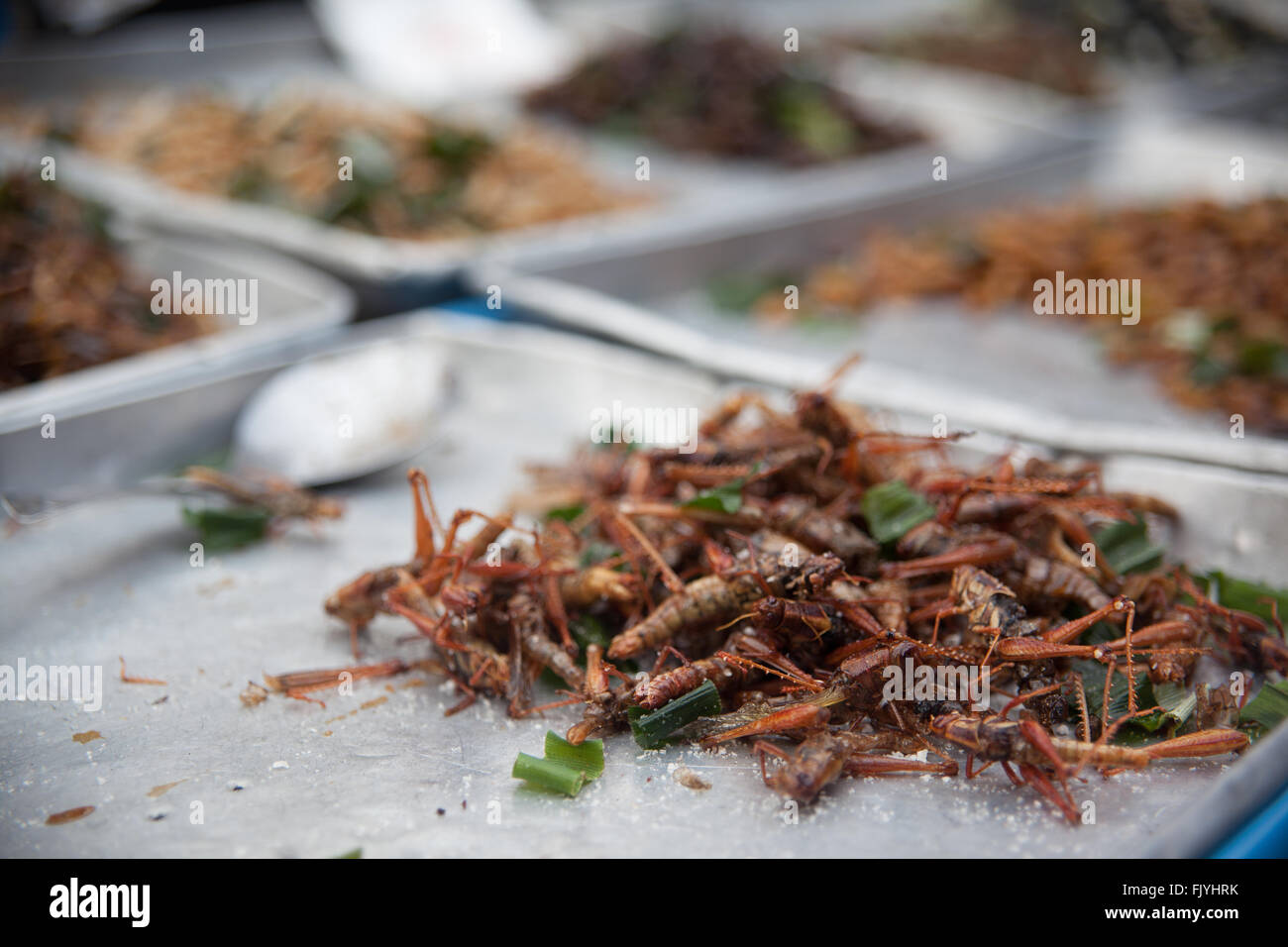 Deep Fried Grasshopper Stock Photo - Alamy