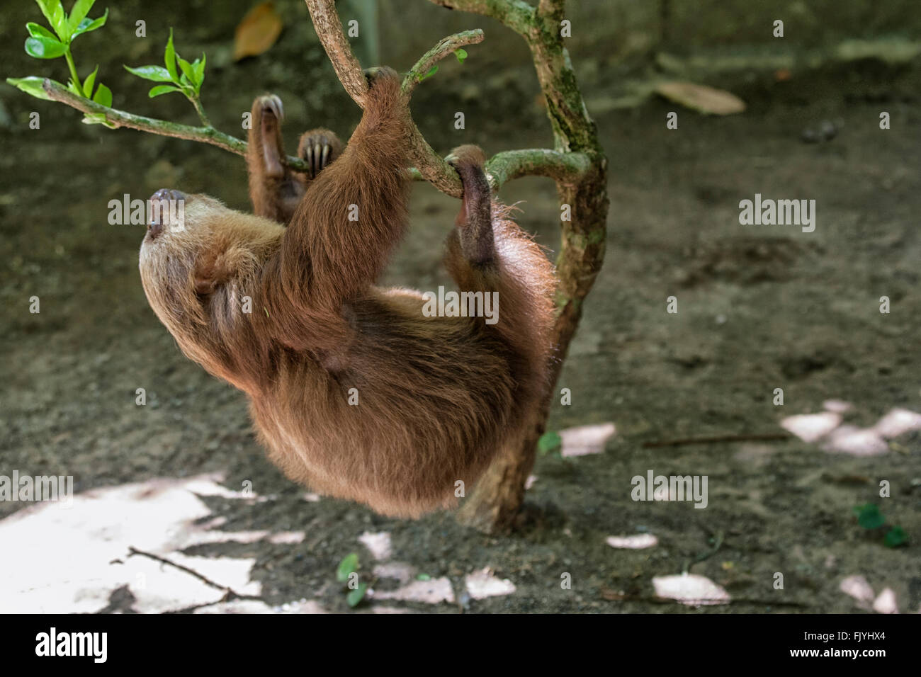 A two toed sloth in a tree Stock Photo - Alamy