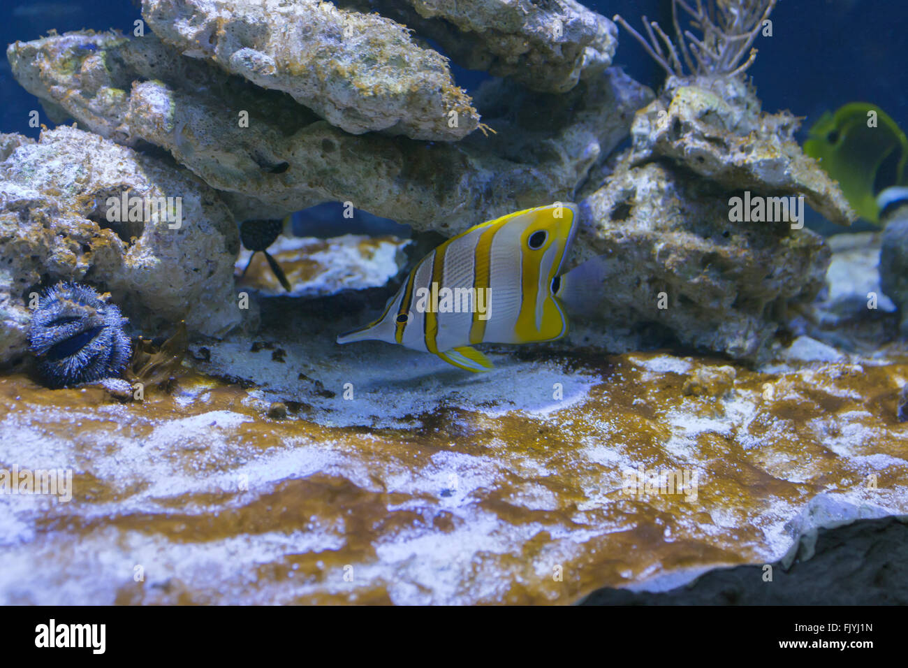 Beautiful underwater world with tropical fish Stock Photo - Alamy