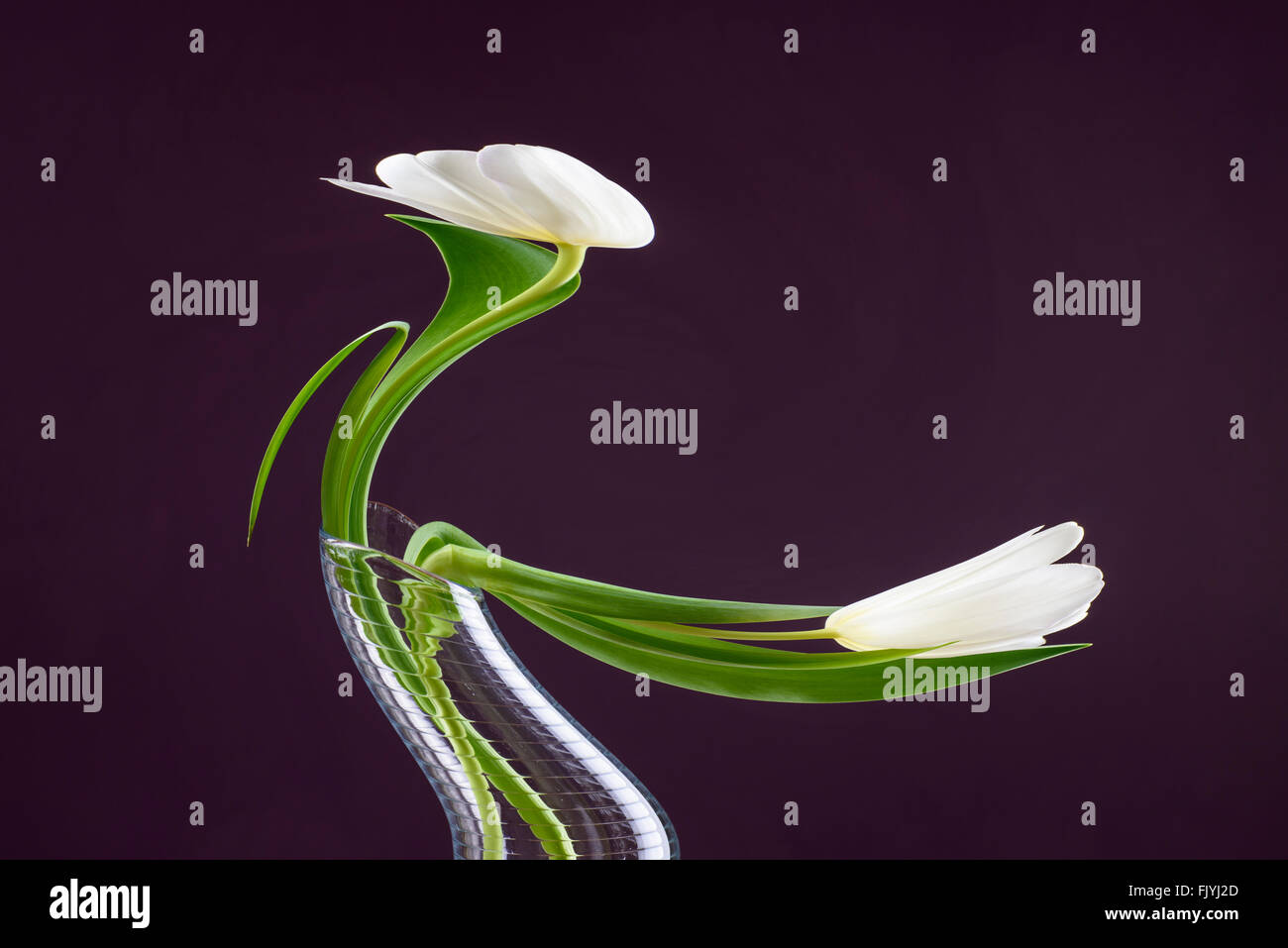 A digitally manipulated photograph of a pair of Tulip flowers Stock ...