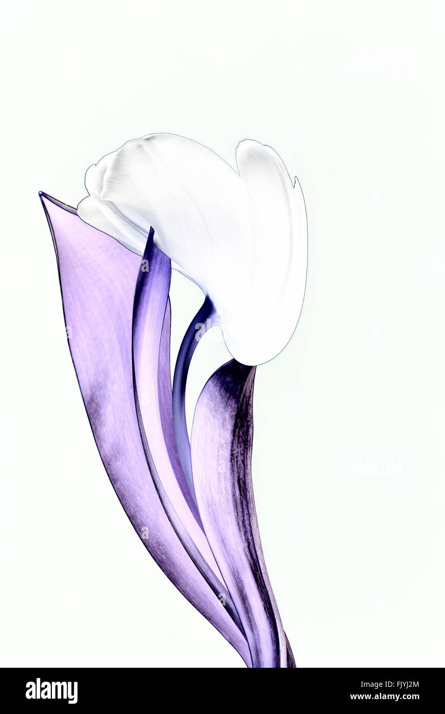 A digitally manipulated photograph of a Tulip flower Stock Photo - Alamy