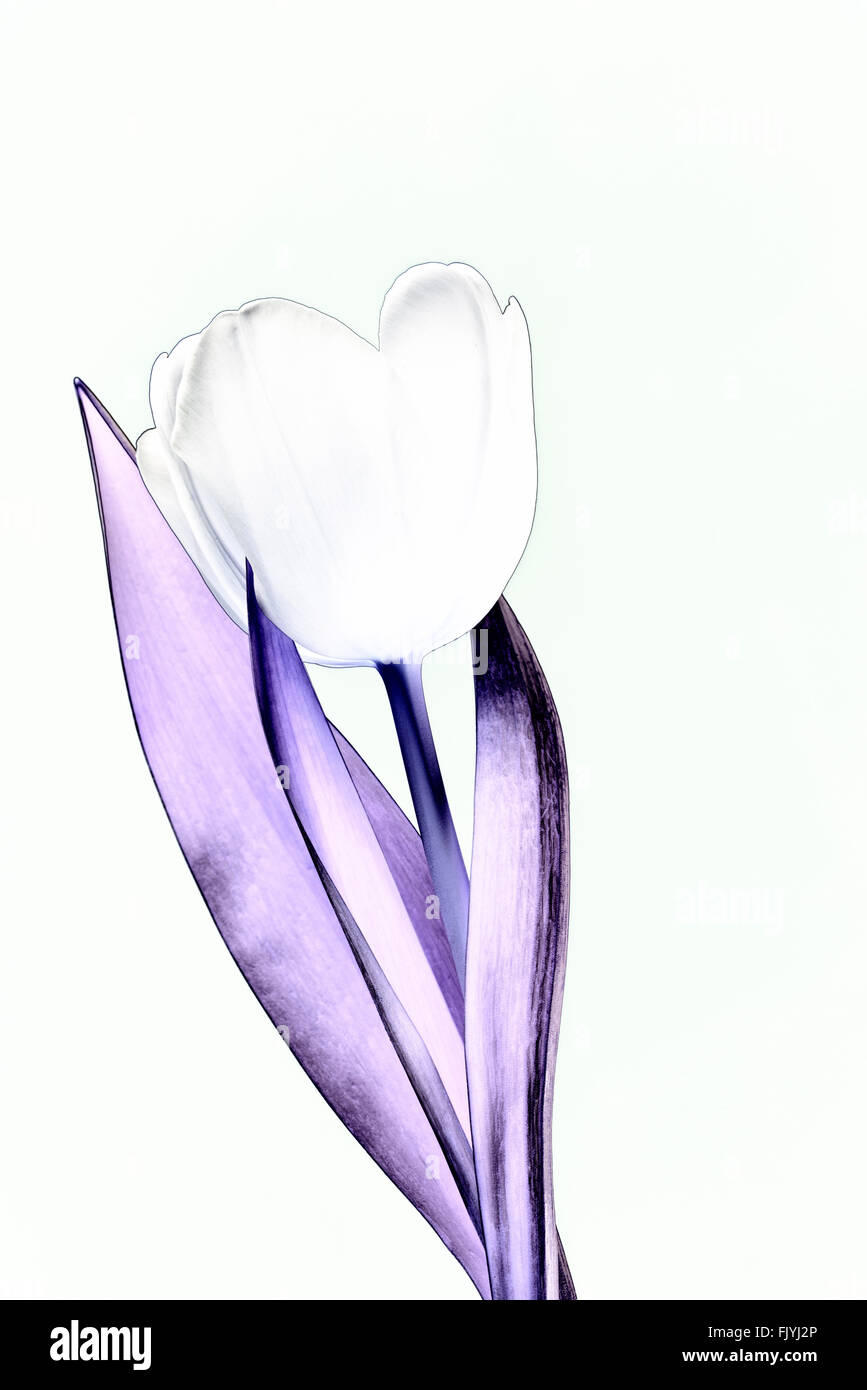 A digitally manipulated photograph of a Tulip flower Stock Photo - Alamy