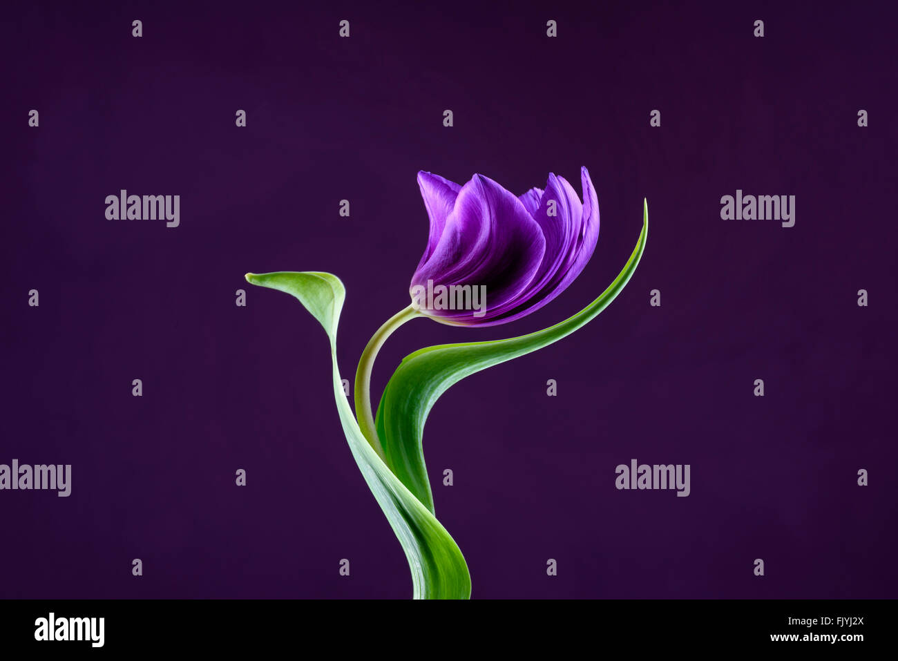 A digitally manipulated photograph of a Tulip flower Stock Photo - Alamy