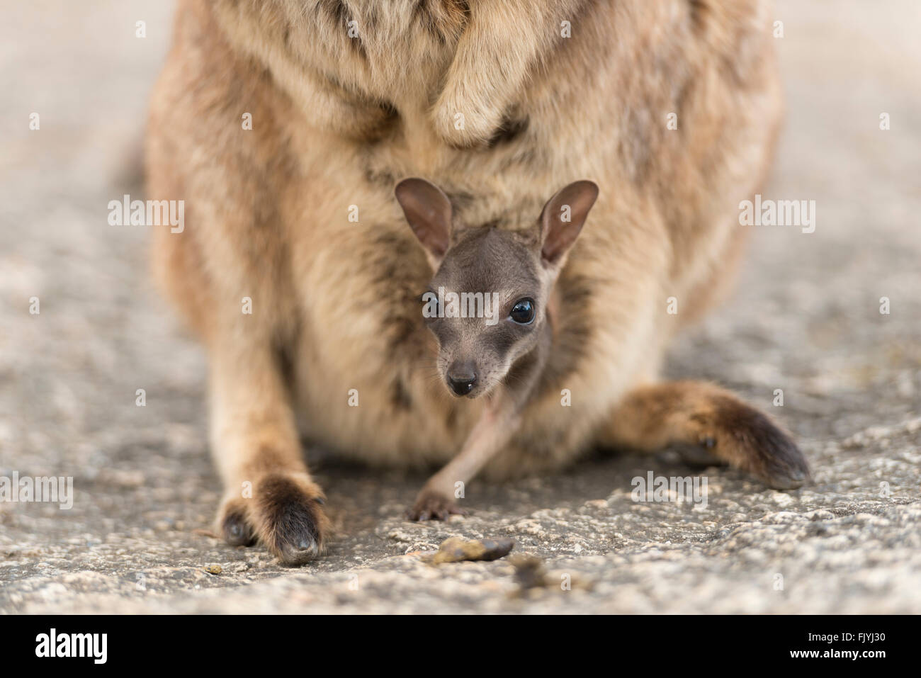 Baby wallaby hi-res stock photography and images - Alamy