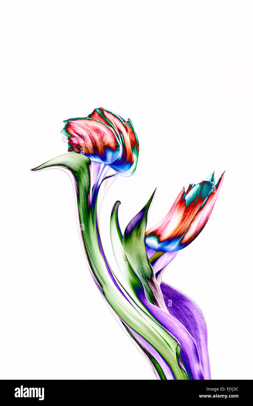 A digitally manipulated photograph of a pair of Tulip flowers Stock ...
