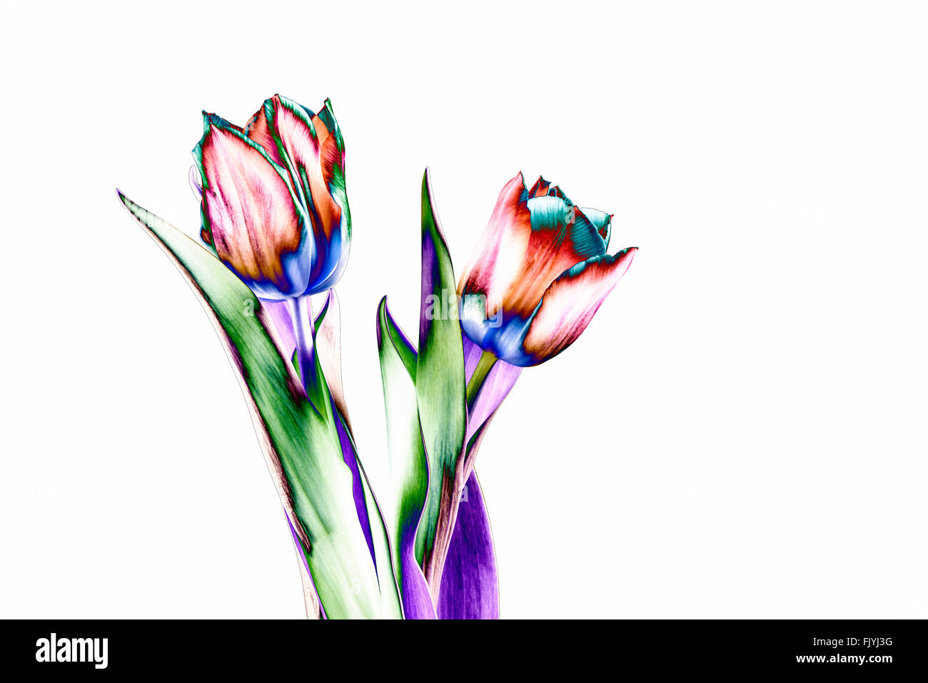 A digitally manipulated photograph of a pair of Tulip flowers Stock ...