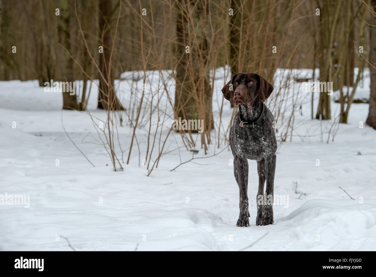 German shorthaired pointer puppy winter hi-res stock photography and ...