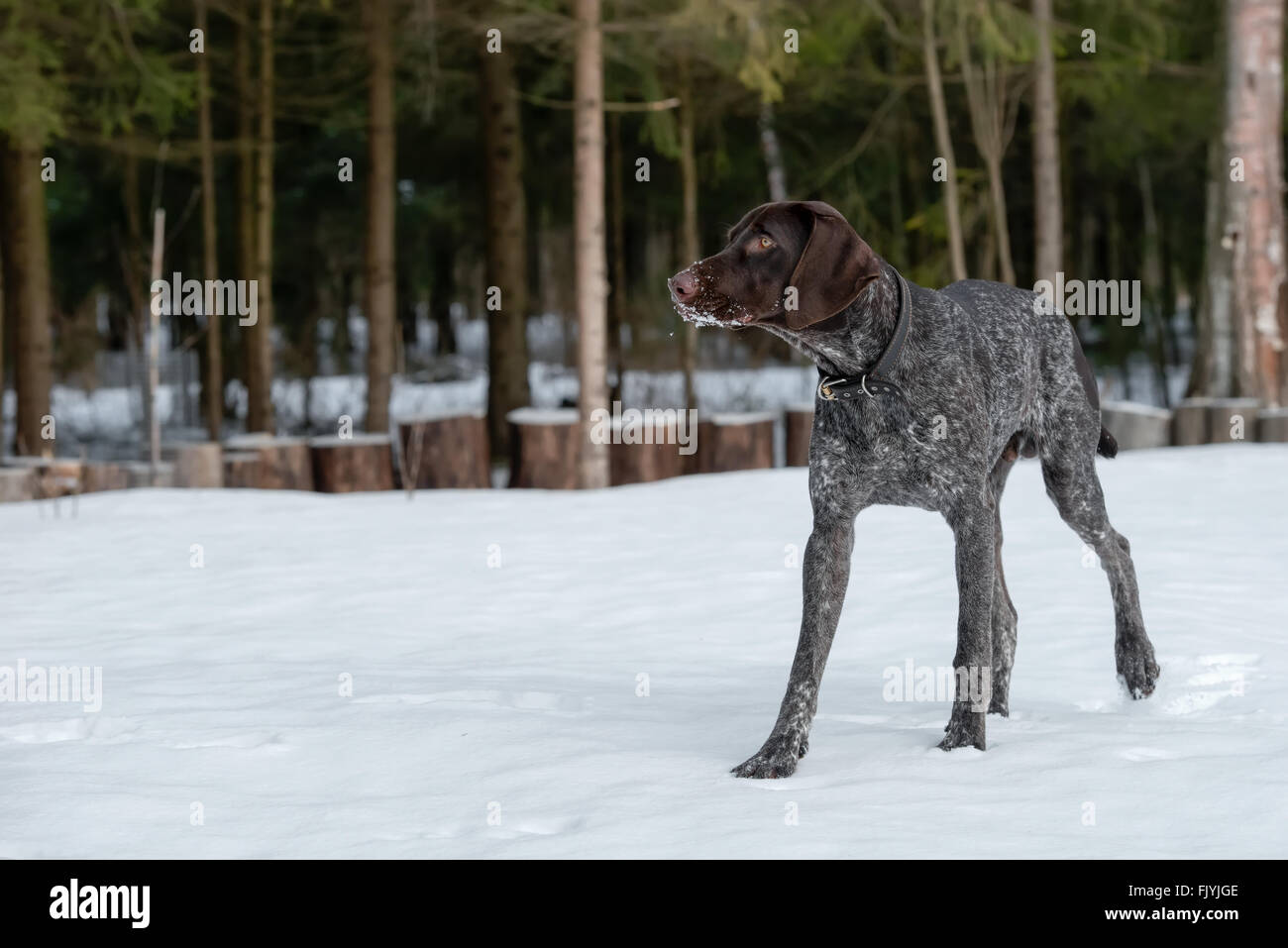 German shorthaired pointer puppy winter hi-res stock photography and ...