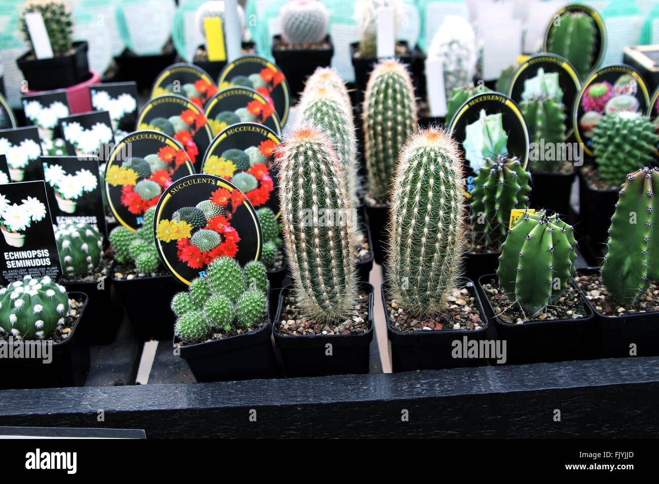 All kind of Cactus varieties grown in a nursery Stock Photo - Alamy