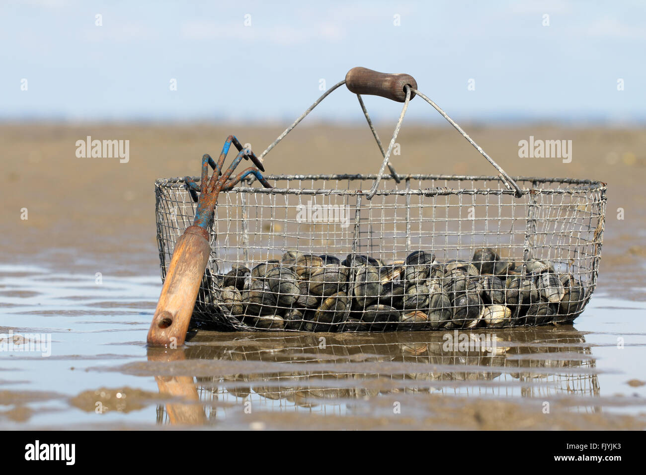 Basket of clams Stock Photo - Alamy