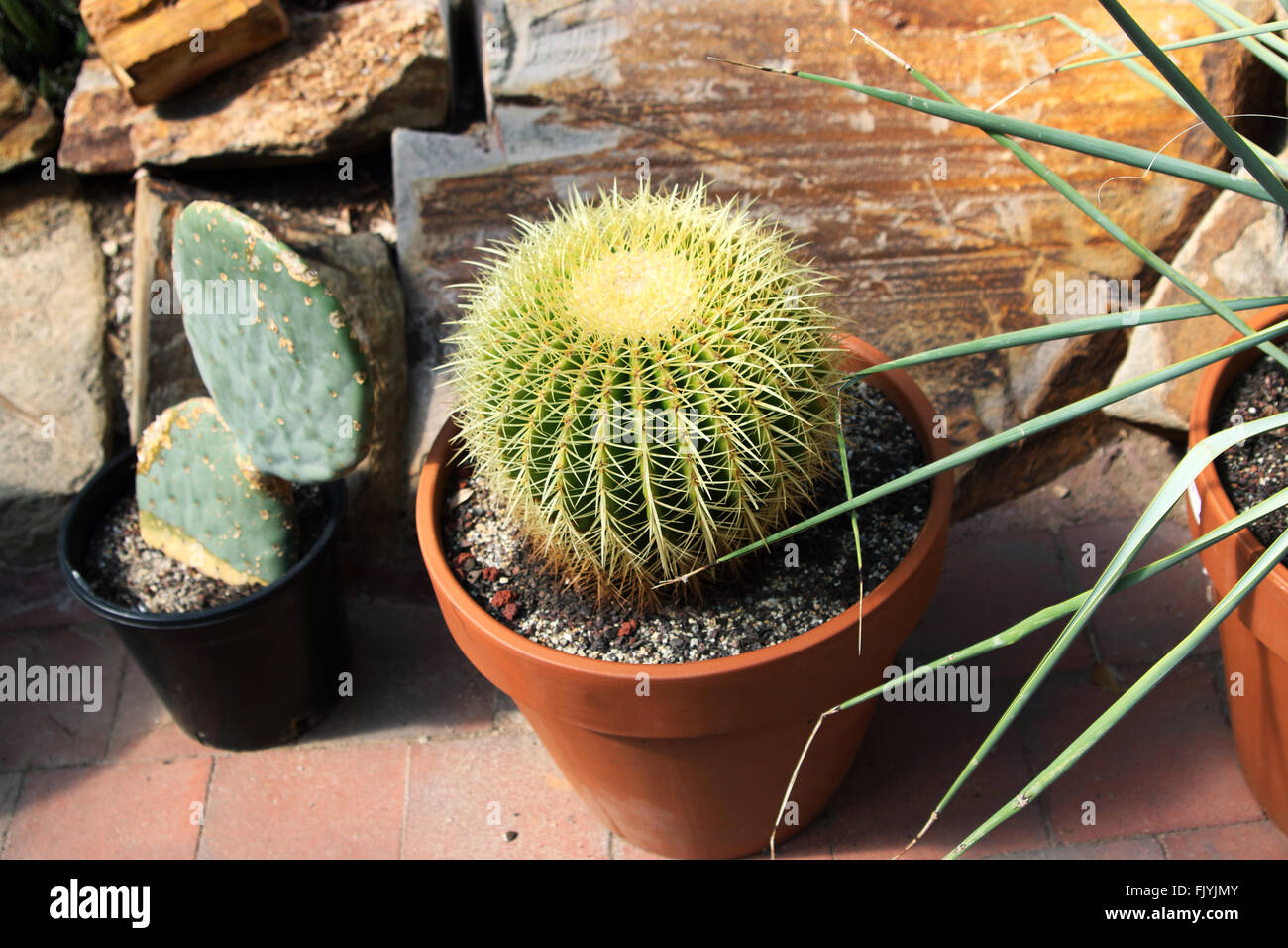 Baby Barrel Cactus