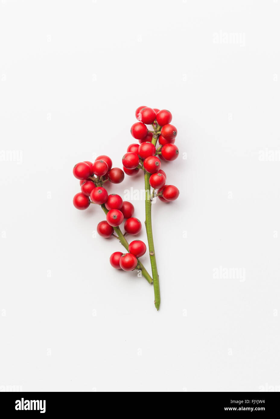 Christmas Holly Twig Stock Photo - Alamy