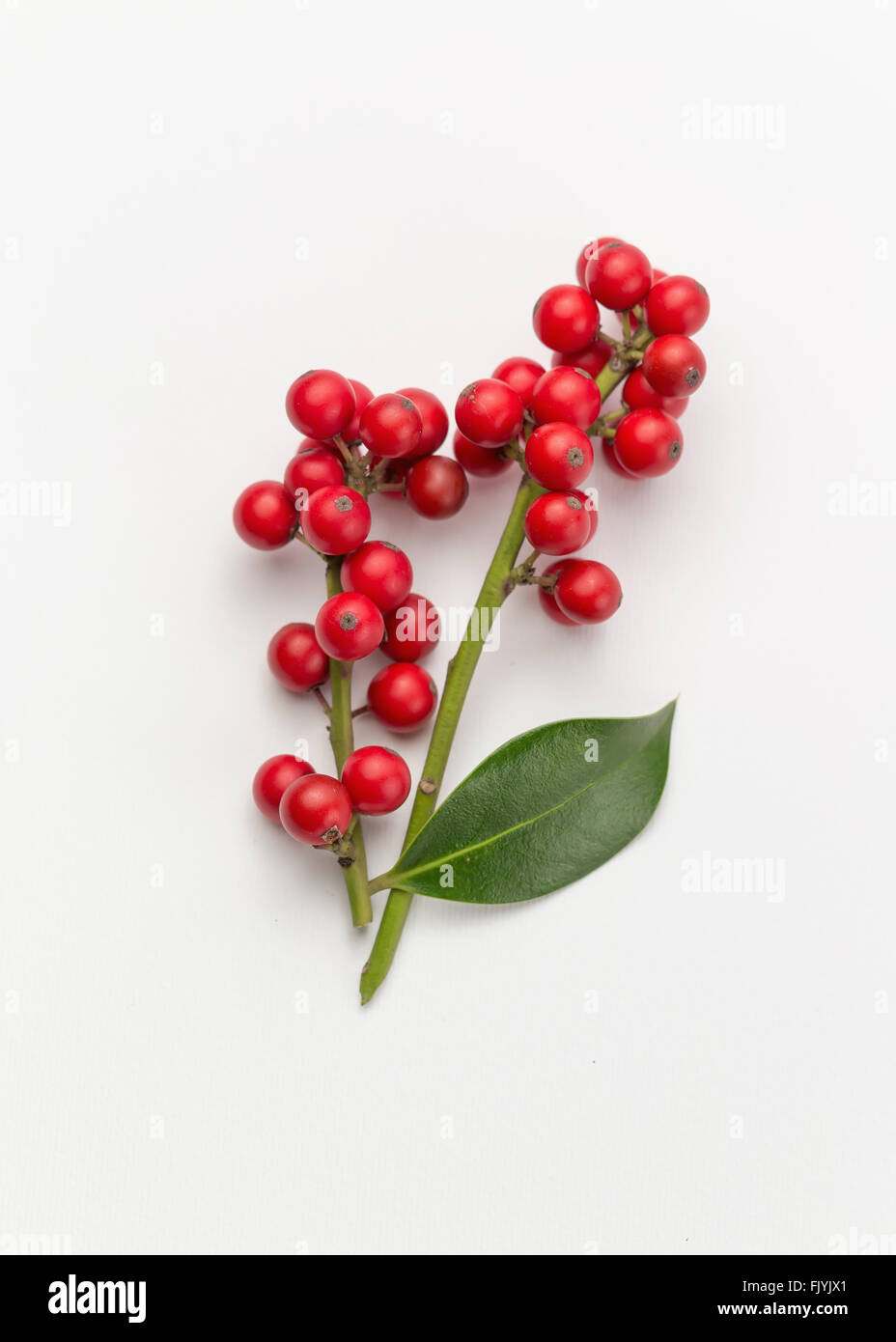 Holly red hi-res stock photography and images - Alamy