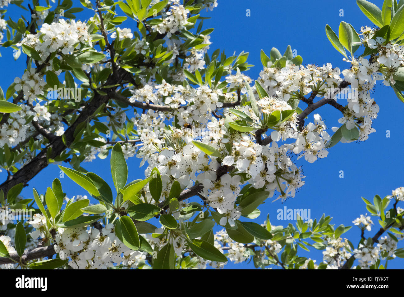 Close up blooming pear hi-res stock photography and images - Alamy