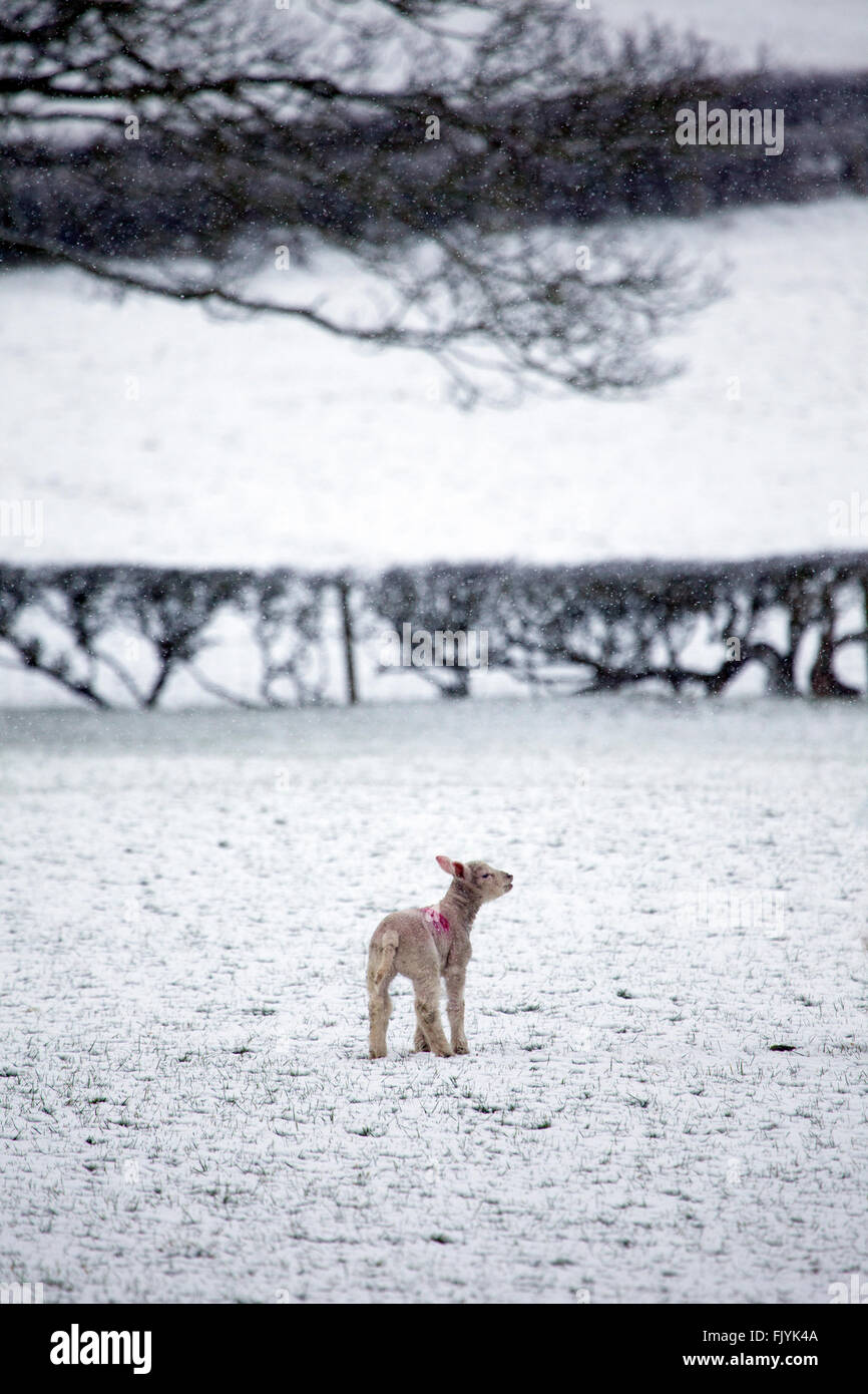 Helpless lamb hi-res stock photography and images - Alamy
