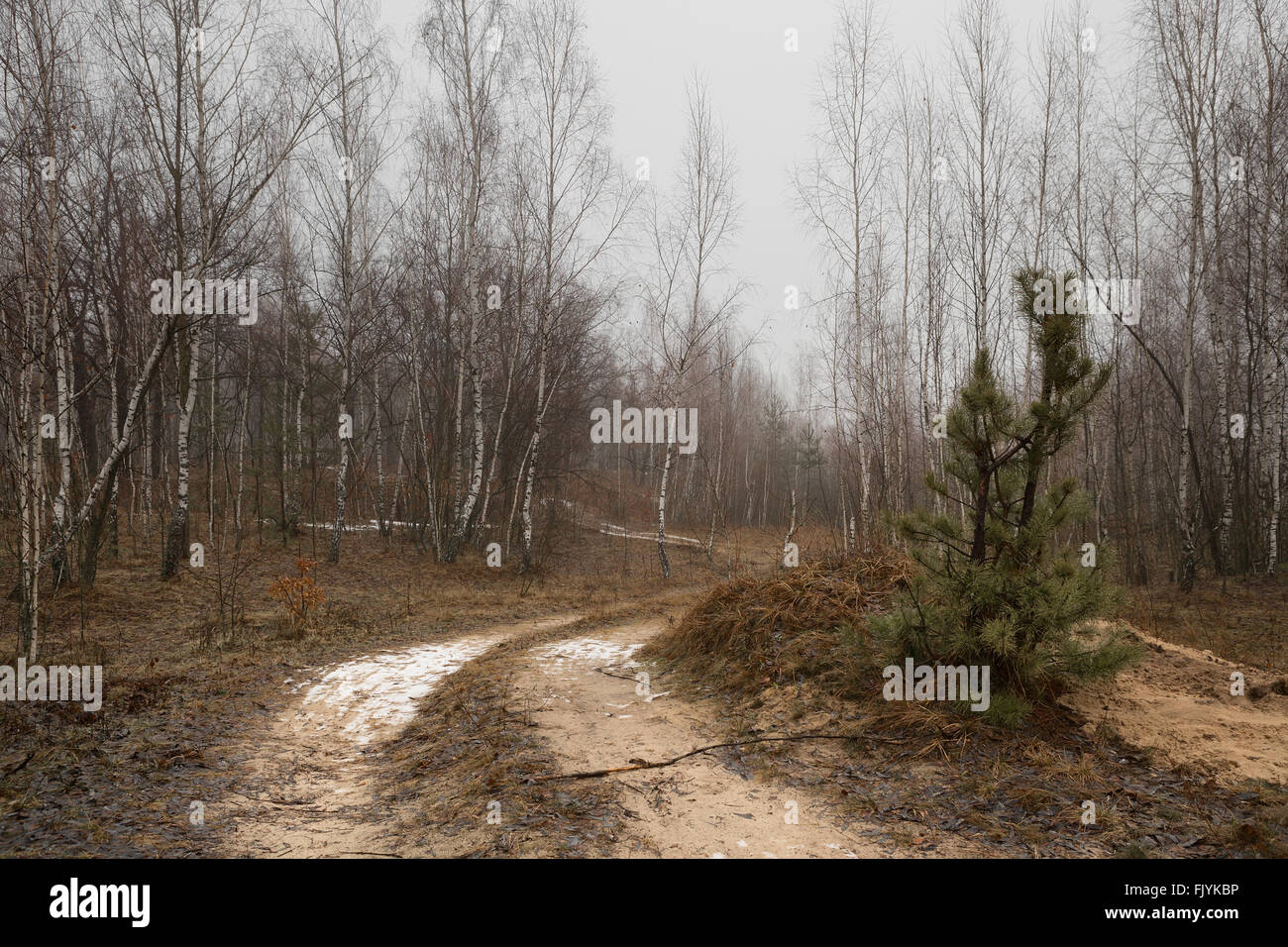 Snow melting in a forest hi-res stock photography and images - Alamy