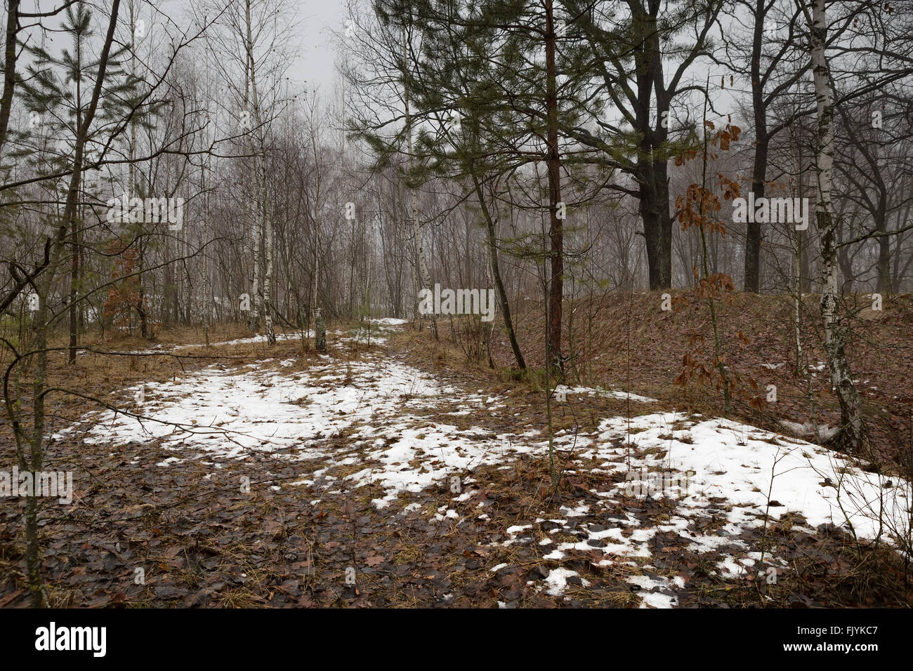 birch forest with melting snow in spring background Stock Photo - Alamy