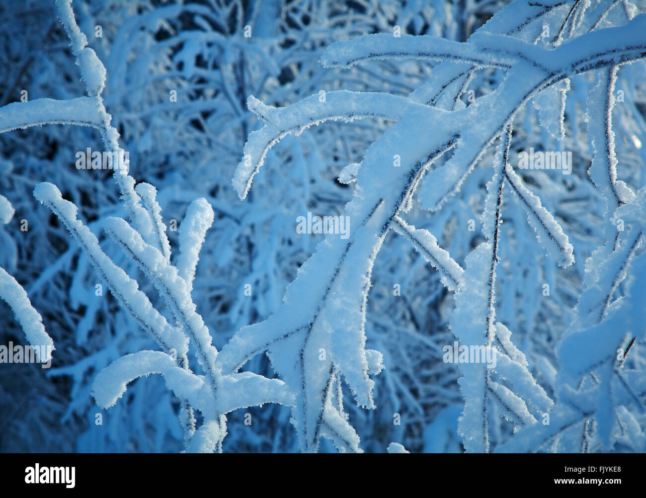 Winter landscape. snow-covered branches of trees and shrubs Stock Photo ...