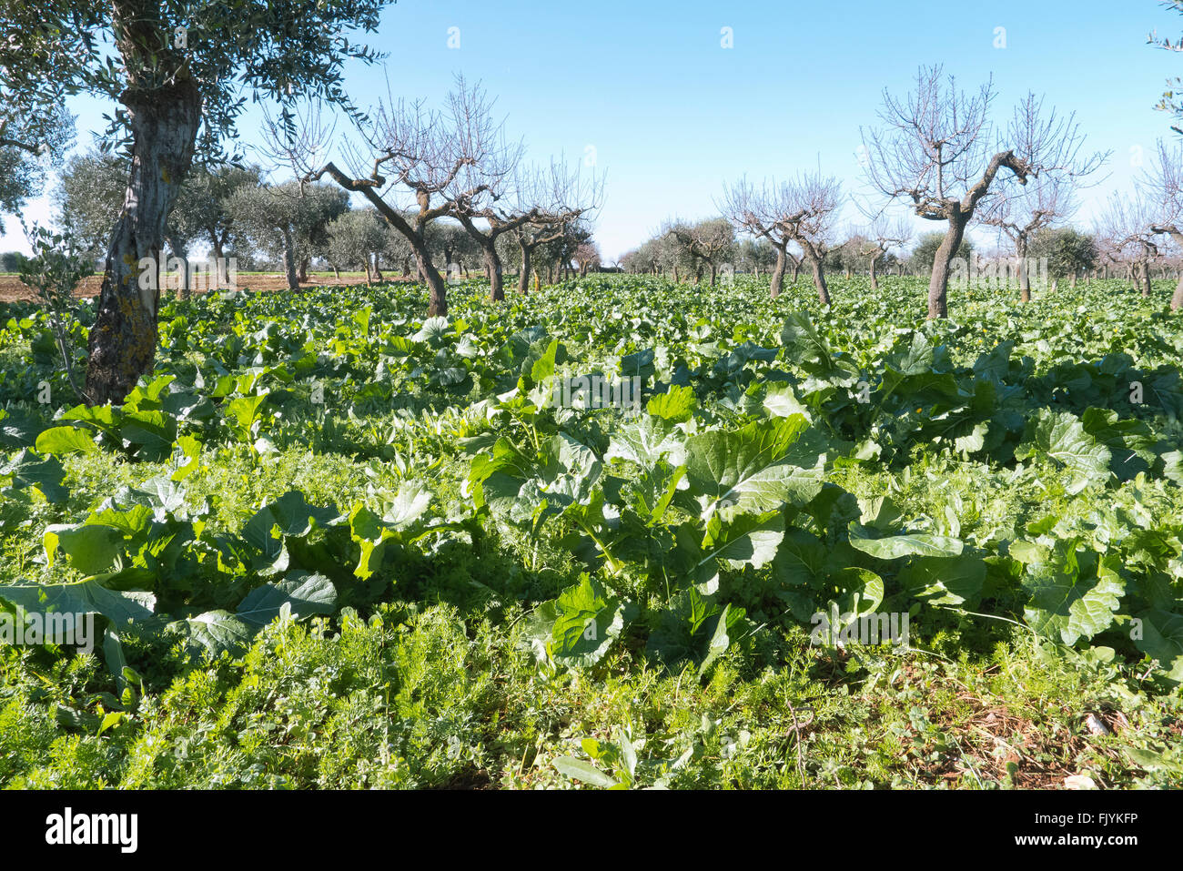 Field vegetable plants Stock Photo - Alamy