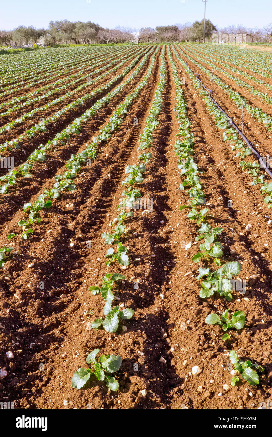 Field vegetable plants Stock Photo - Alamy