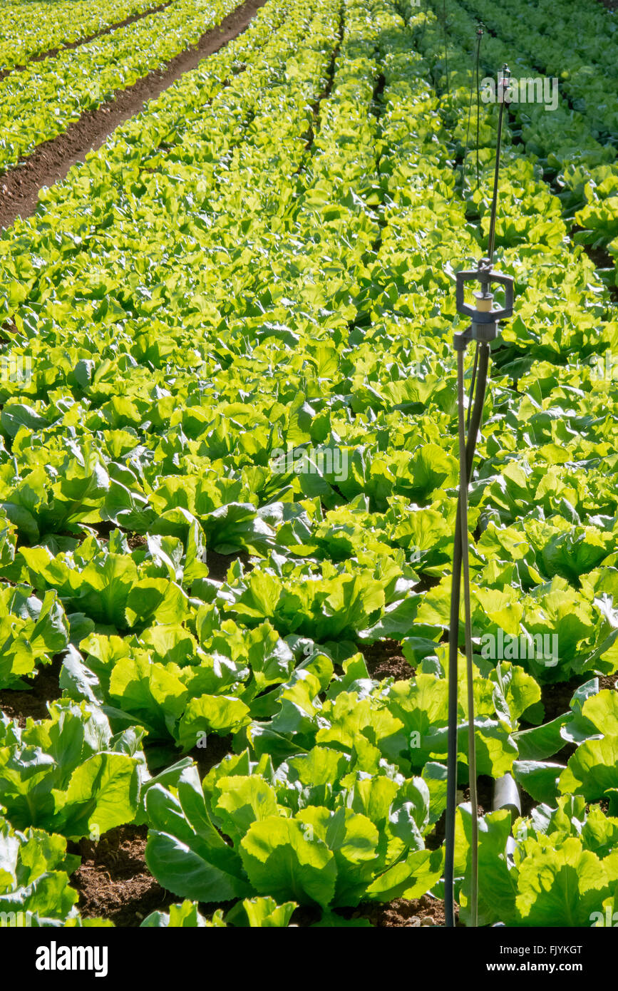 Field vegetable plants Stock Photo - Alamy