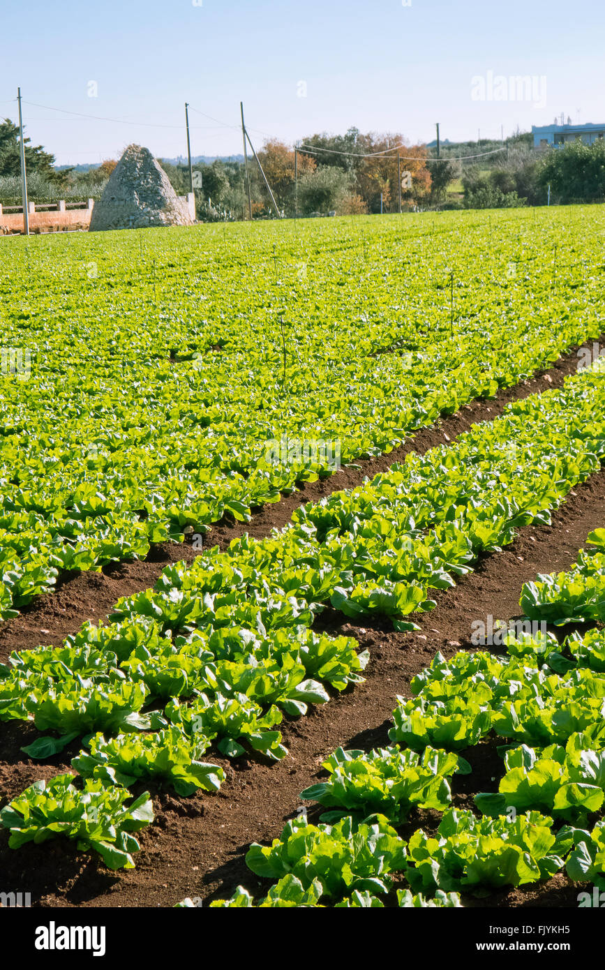 Field vegetable plants Stock Photo - Alamy