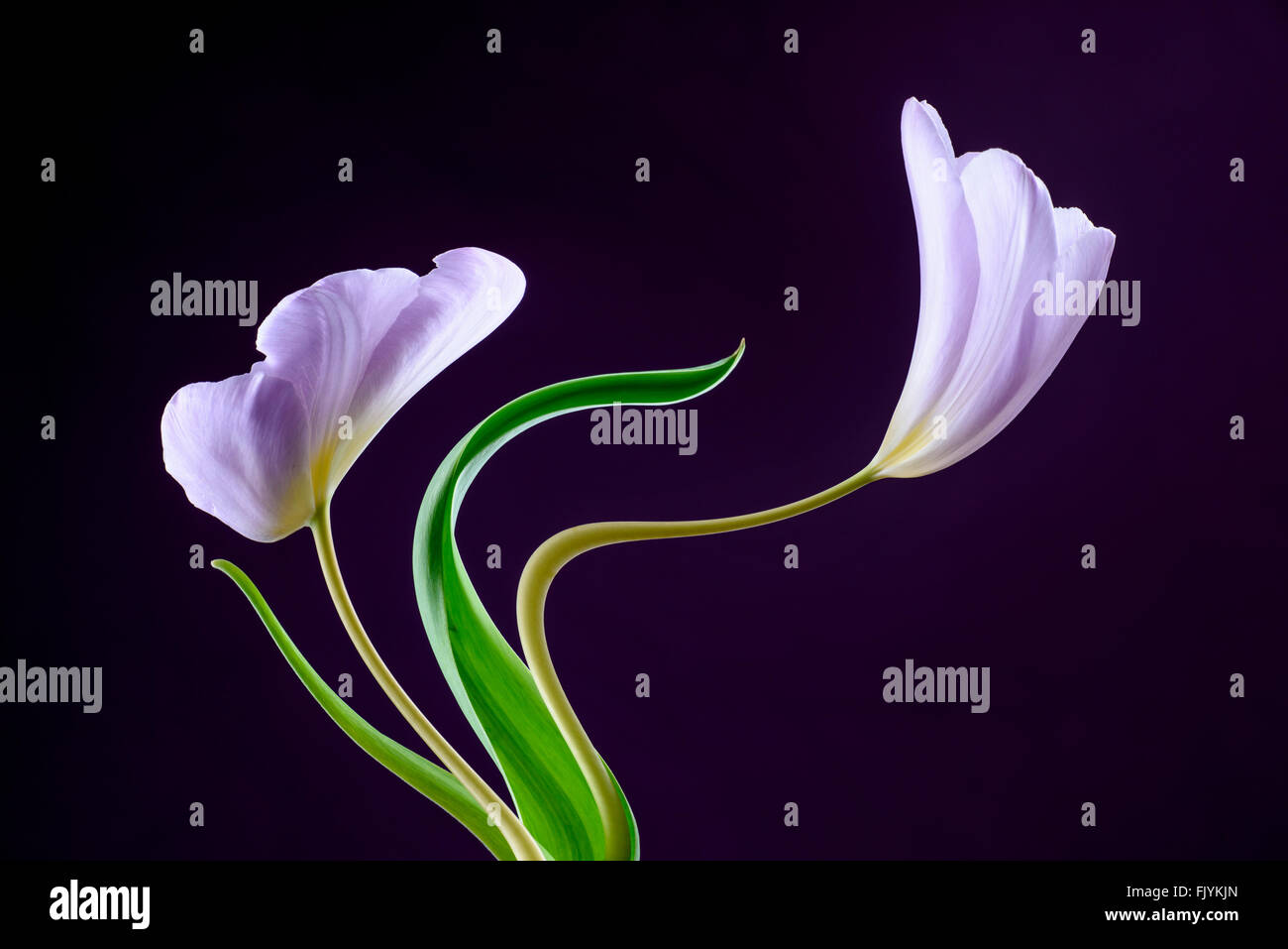 A digitally manipulated photograph of a pair of Tulip flowers Stock ...