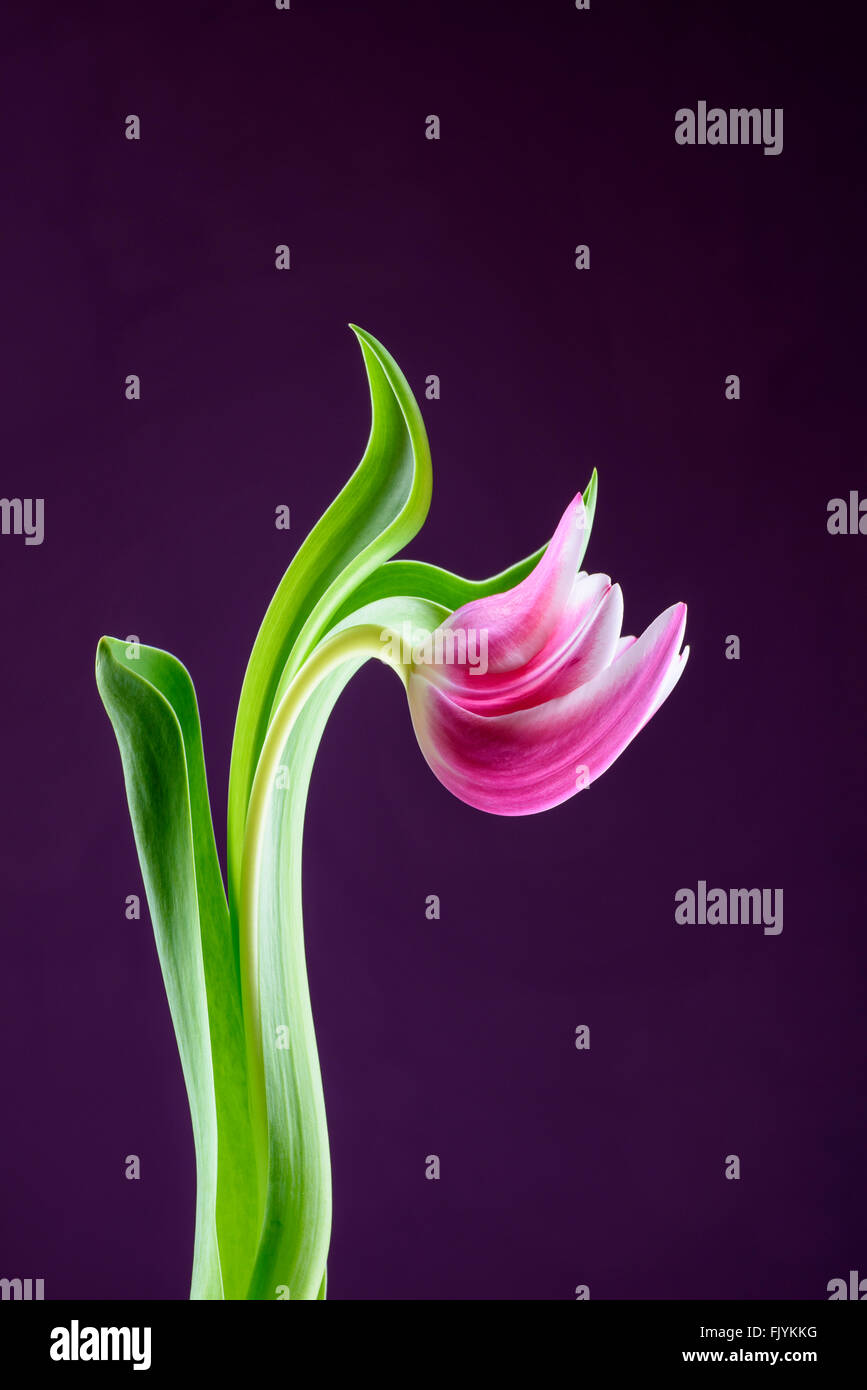 A digitally manipulated photograph of a Tulip flower Stock Photo - Alamy