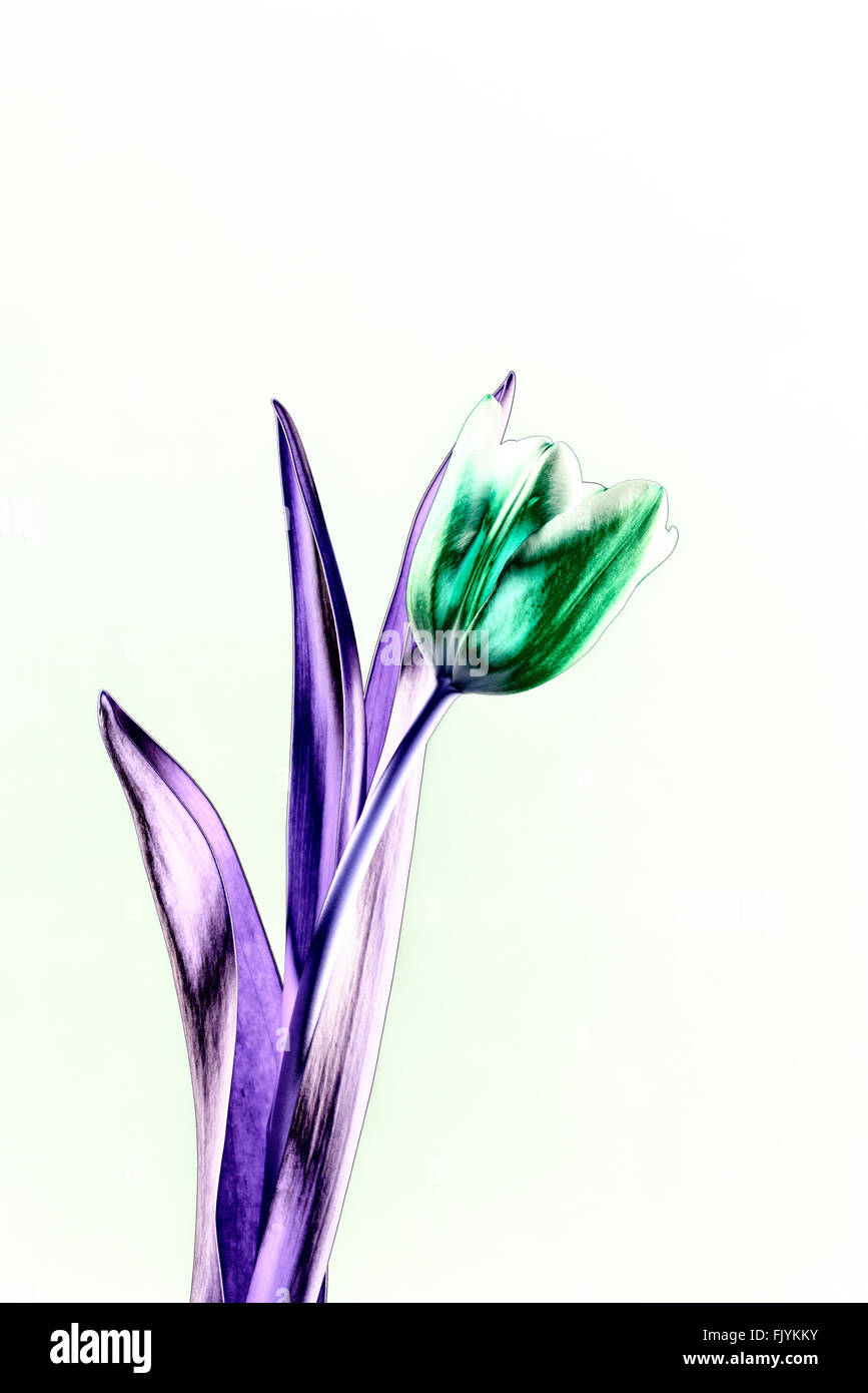 A digitally manipulated photograph of a Tulip flower Stock Photo - Alamy