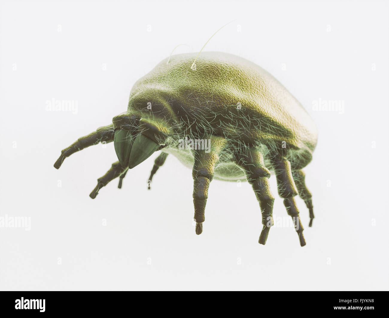 Dust mite hi-res stock photography and images - Alamy