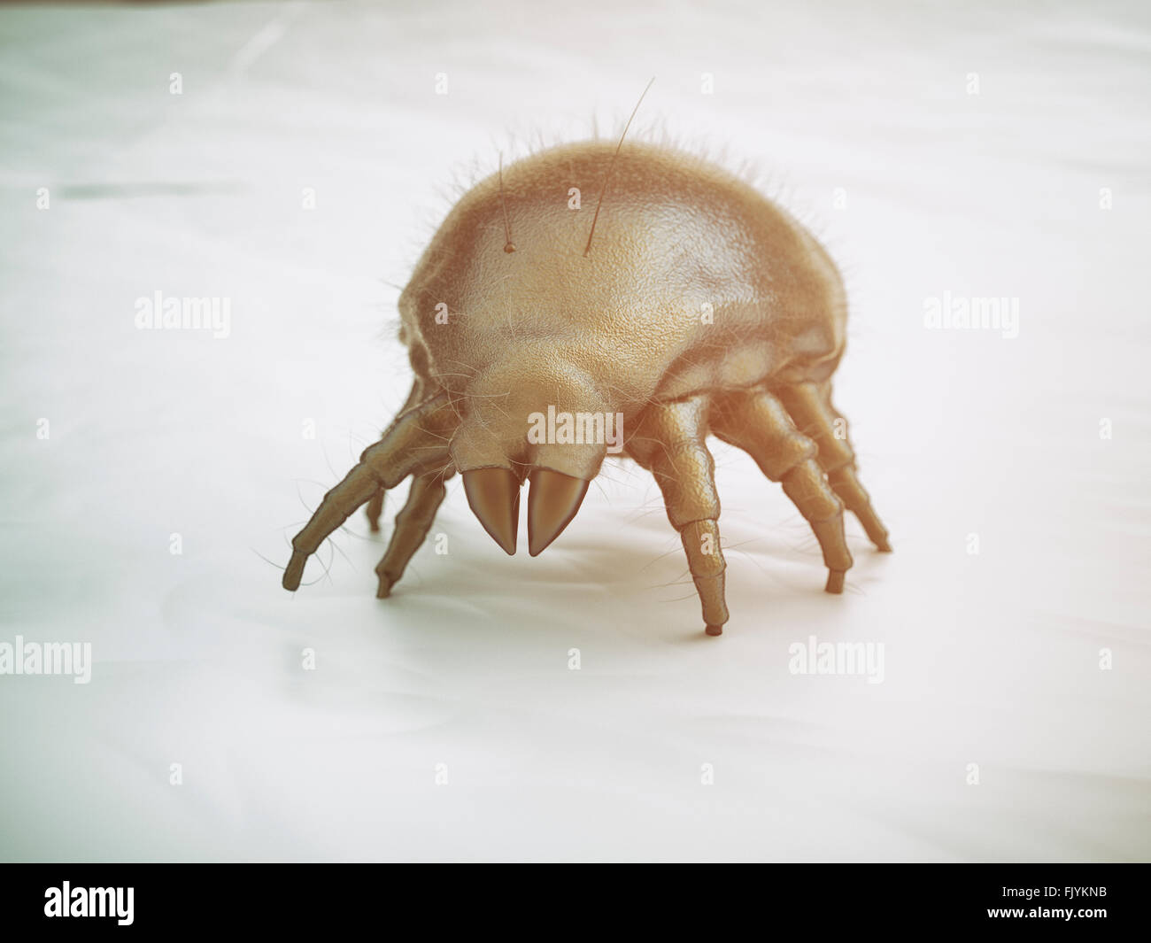Dust mite allergy hi-res stock photography and images - Alamy