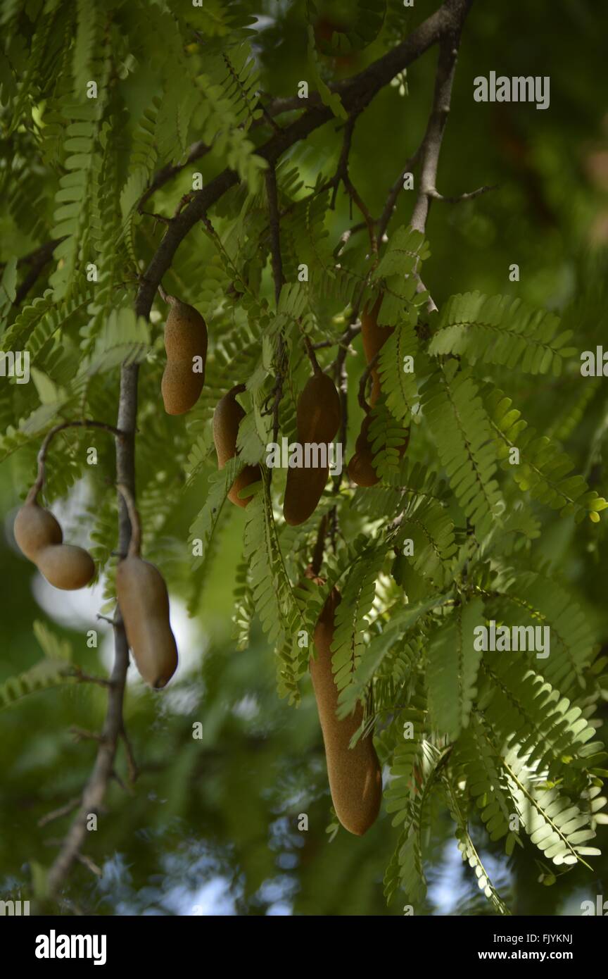 tamarind fruit on the tree Stock Photo - Alamy