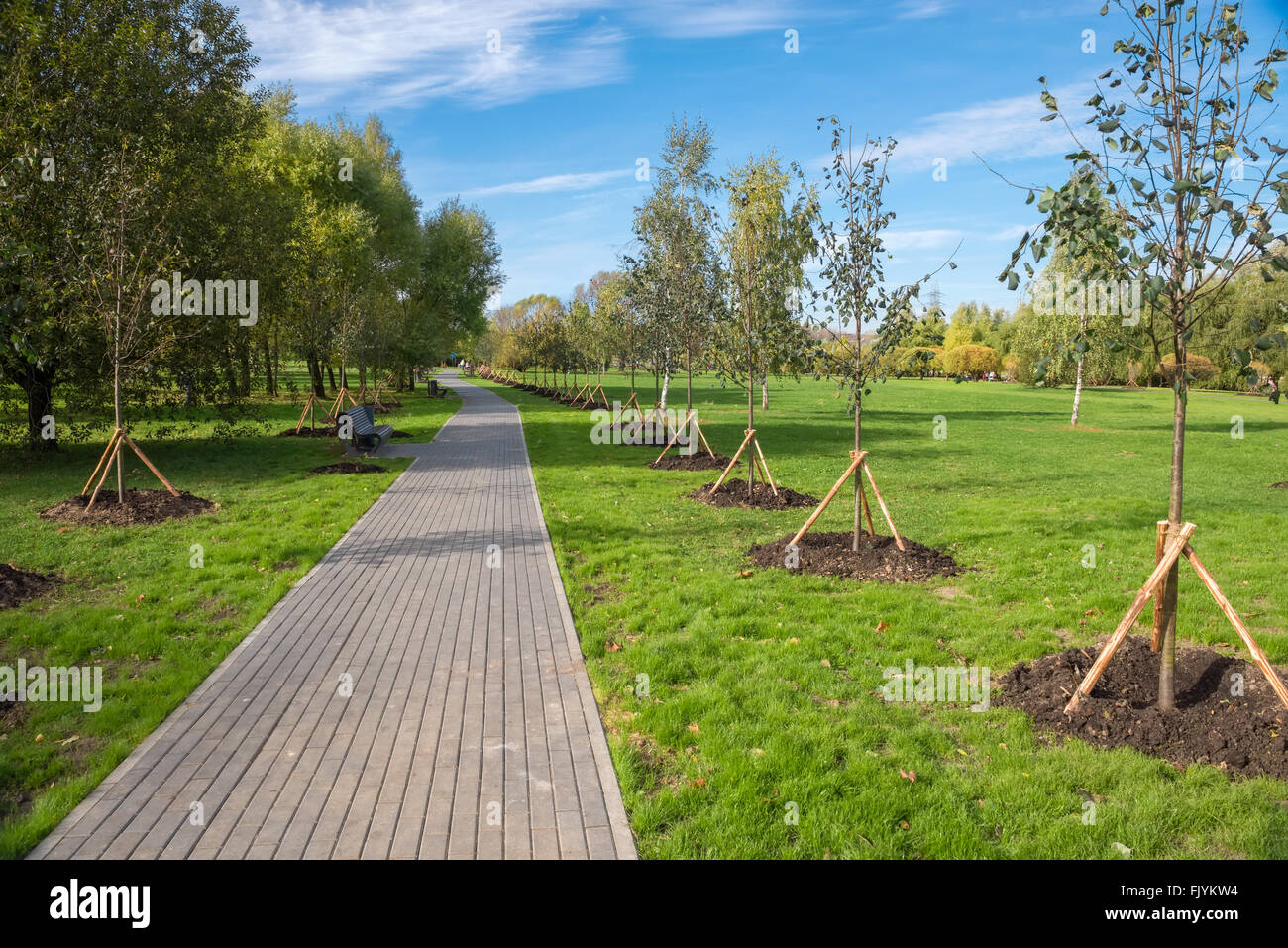 Young trees planted in the park along the paths for walking Stock Photo ...