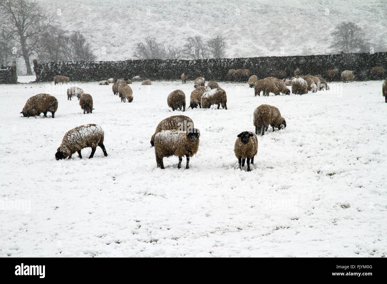 Weather sheep hi-res stock photography and images - Alamy
