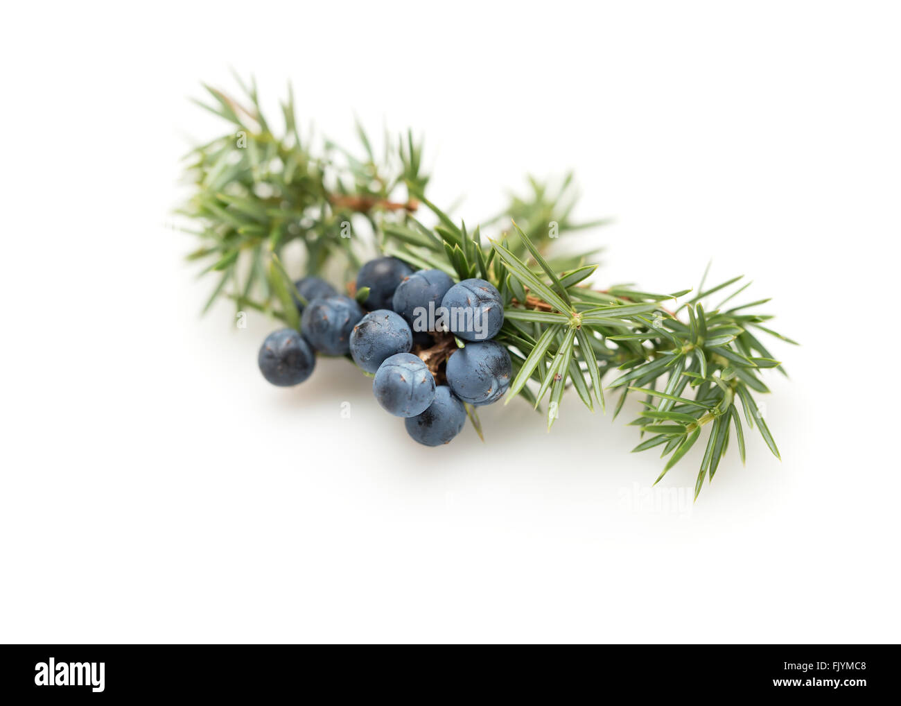 Branch juniper hi-res stock photography and images - Alamy