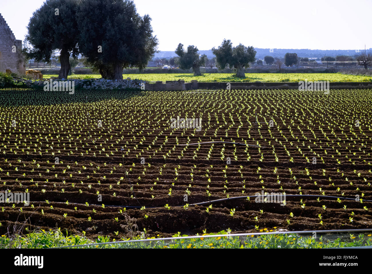 field vegetable plants Field vegetable plants Stock Photo - Alamy