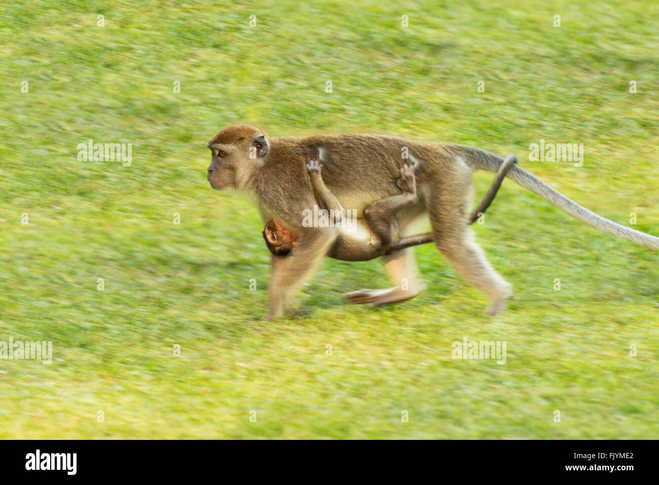 The monkey holding her baby Stock Photo - Alamy
