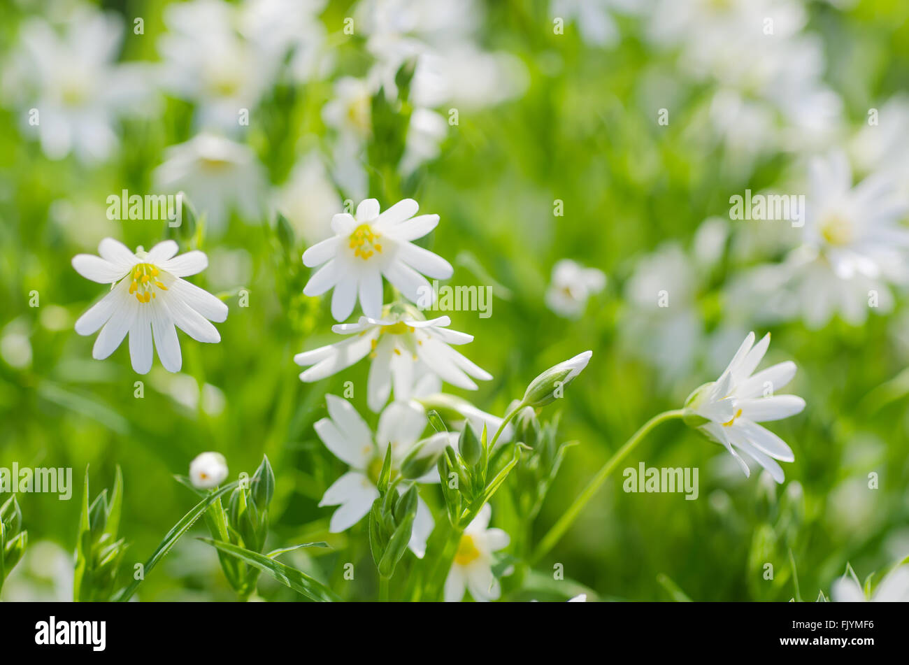 White spring flowers Stock Photo - Alamy