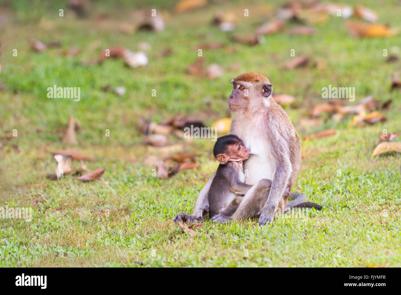 The monkey baby having breastfeeding Stock Photo - Alamy