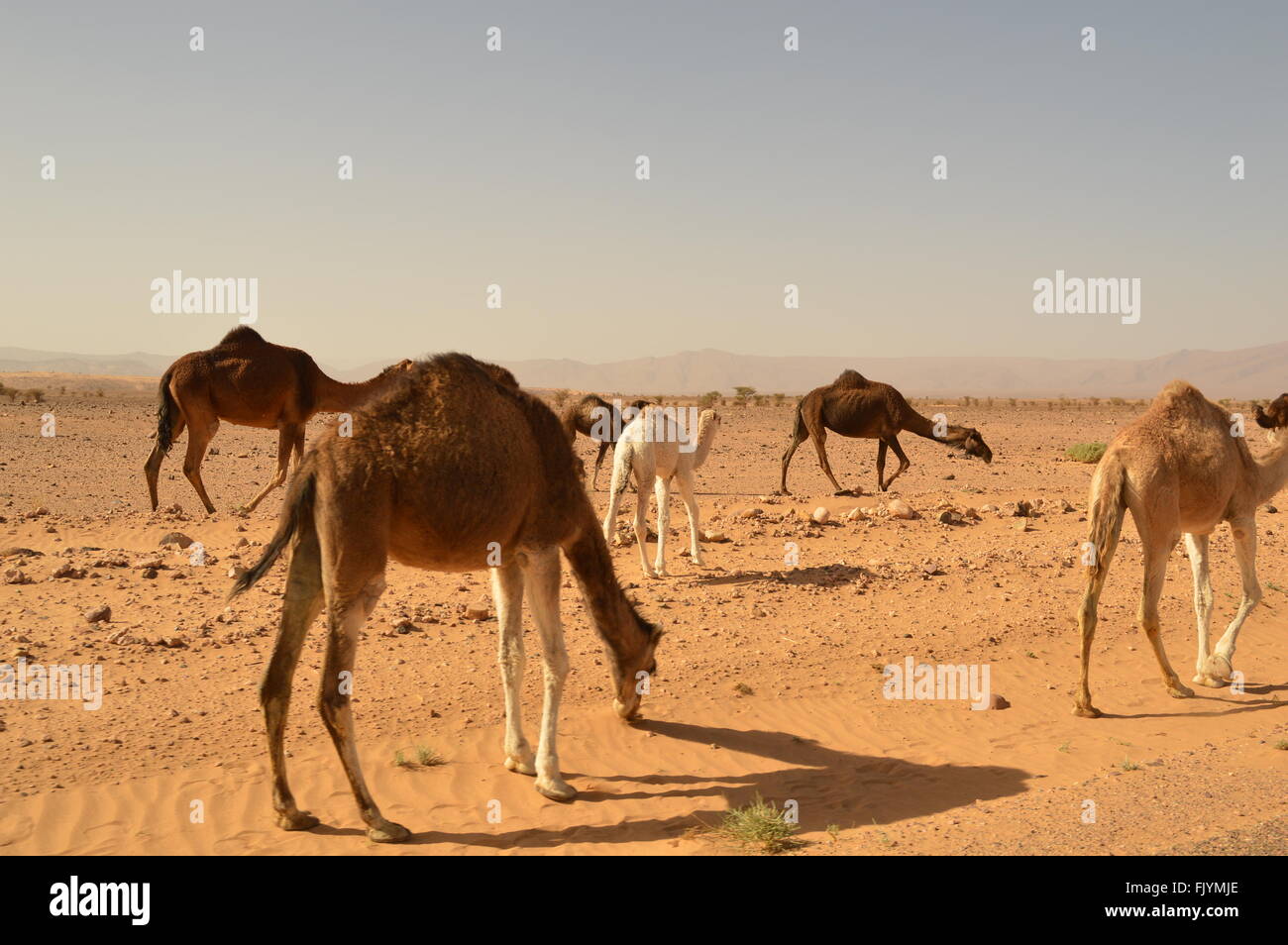 Wild camels grazing Stock Photo - Alamy