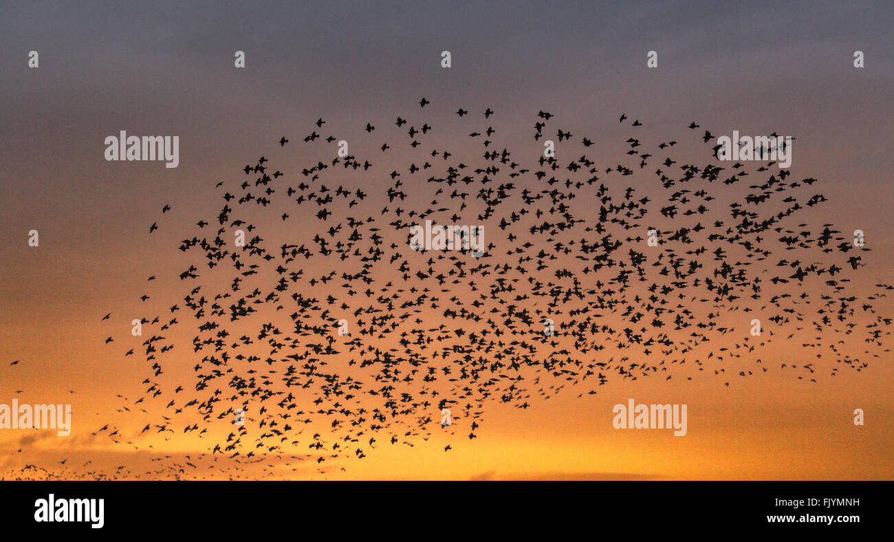 Birds in Flight, flying in the clouds flocks of Starlings at Blackpool ...