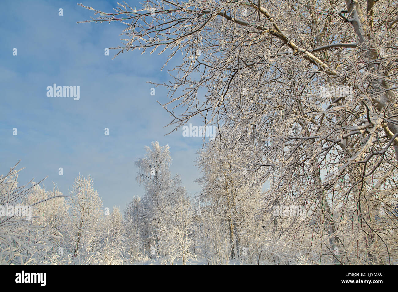 Tree trees winter flower hi-res stock photography and images - Alamy