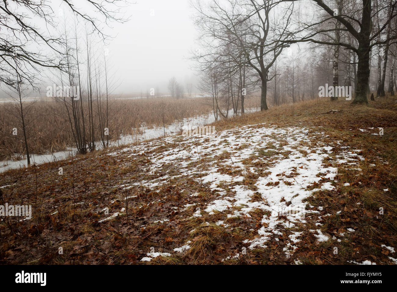 birch forest with melting snow in spring background Stock Photo - Alamy